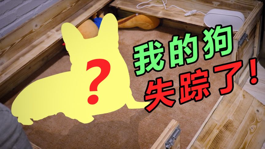 铲屎官深夜起床上厕所,发现狗狗失踪不见了,最后找到一只纸箱?