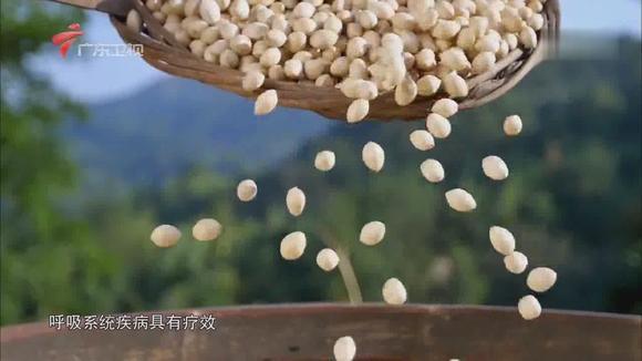 白果的特殊功用,对心脑血管疾病有疗效,还能抗菌消炎抗衰老