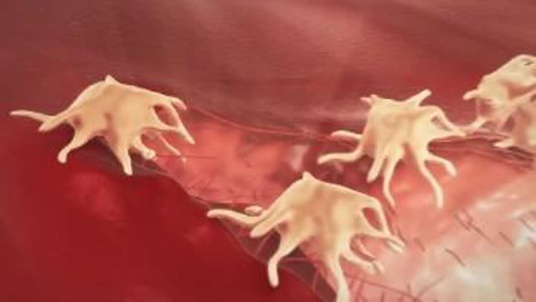 科普,人体凝血激发过程!