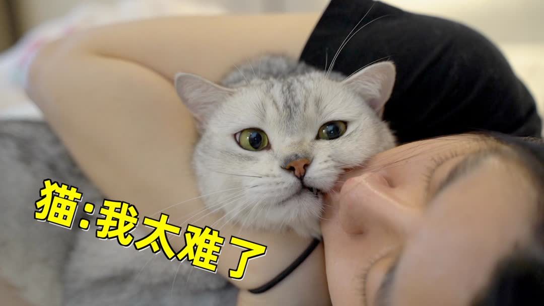 主人生病猫咪是什么反应,看完我决定还是养仓鼠吧,猫:我太难了