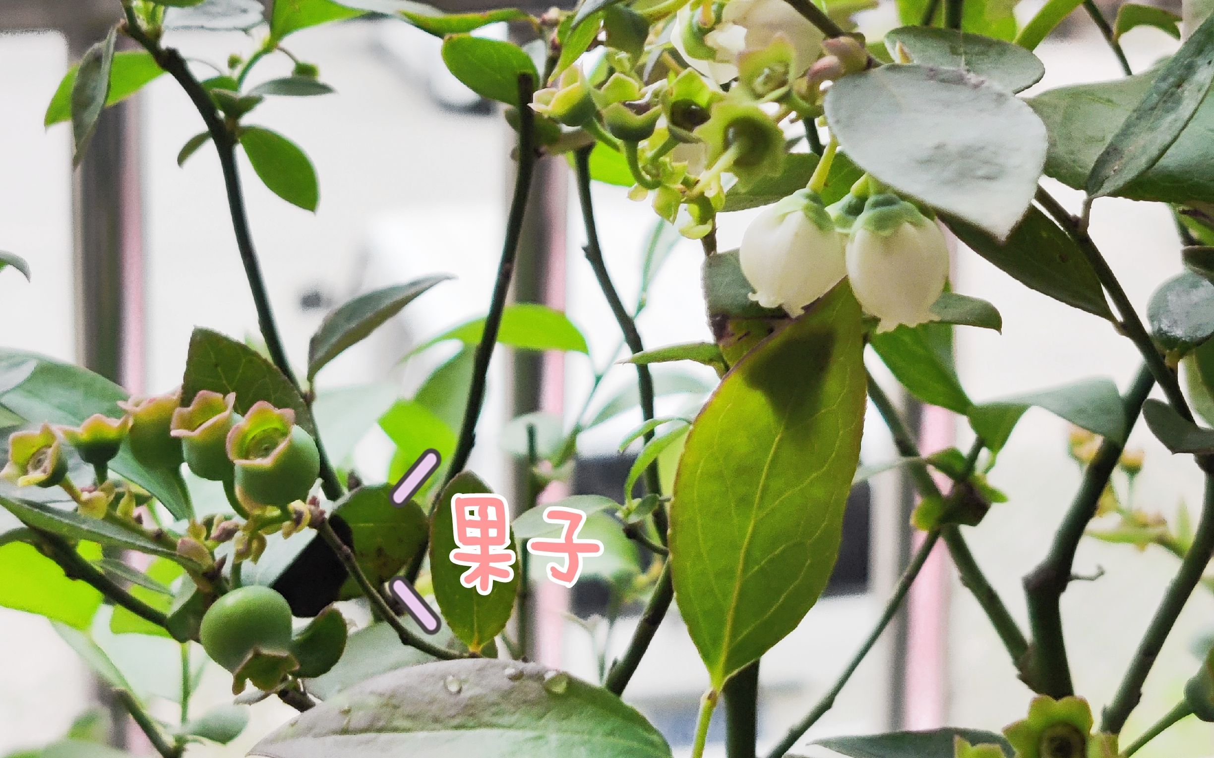 【阳台种植】种下半月蓝莓开花辣|蓝莓树莓的成长记录-3
