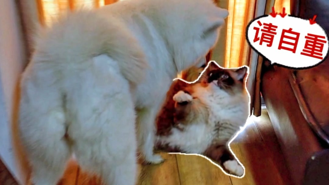 猫和狗真不能一起养,只要碰面就打架:为什么受伤的总是狗?