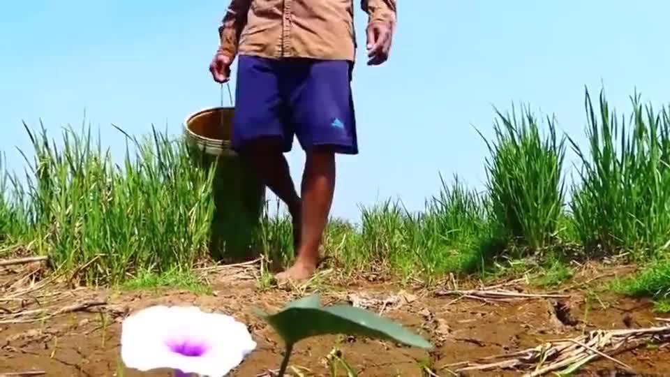 稻田没水了,到处都是鱼,可以抓鱼了