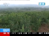 [新闻直播间]大秋收·秋实中国 安徽淮北:荒山变榴园 金秋喜丰收