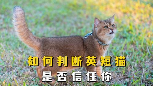 四个方法判断你家英短猫是否信任你,脾气差的就算了!