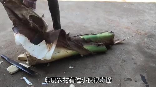 小伙只是砍下棕榈树,取出"芯",有人喊500元的价格,但不卖