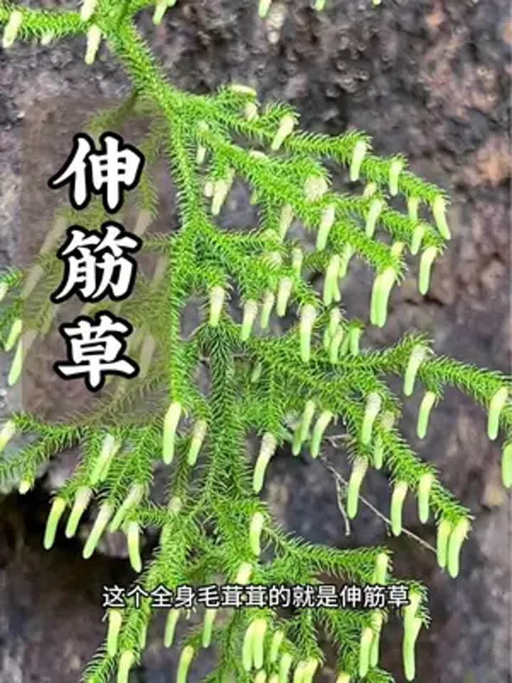 传说中的伸筋草,已经越来越难找了,你们那里还有吗?#伸筋草