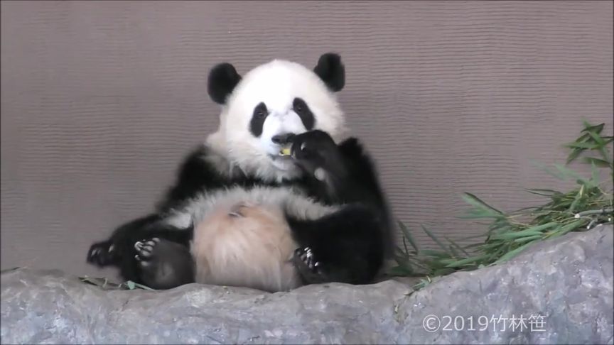 大熊猫在日本动物园又吃又喝又拿的,真是让人羡慕的奢侈生活!