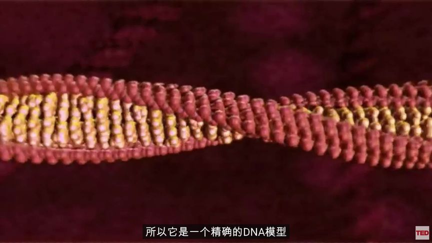 ...被微管拉动分离,细胞复制,这些科学道理,人们无法看到,牛人Drew