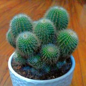 我在河北邢台养牛 