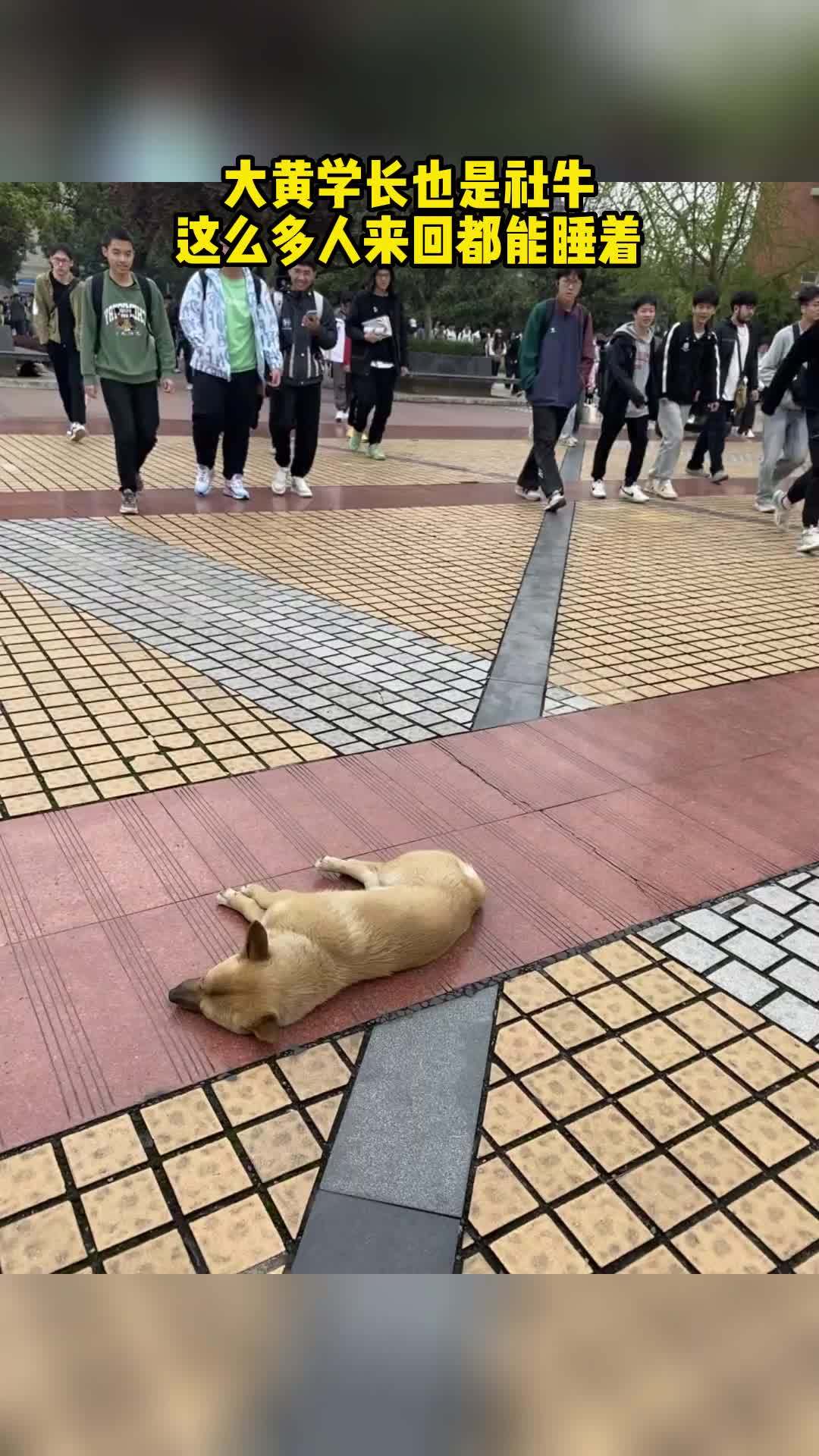 大黄学长也是社牛,这么多人来回都能睡着