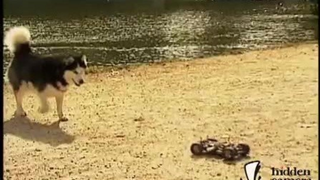 搞笑视频_搞笑图片_狗狗被调戏(标清版)