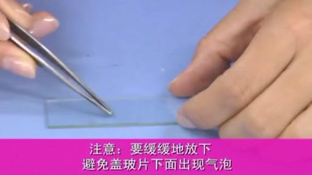 制作洋葱鳞片叶表皮细胞临时装片的过程