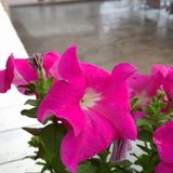 麻糖家族13 