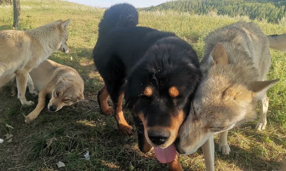 动物界的奇闻,藏獒成为一代狼王,网友:真真是兄弟情深