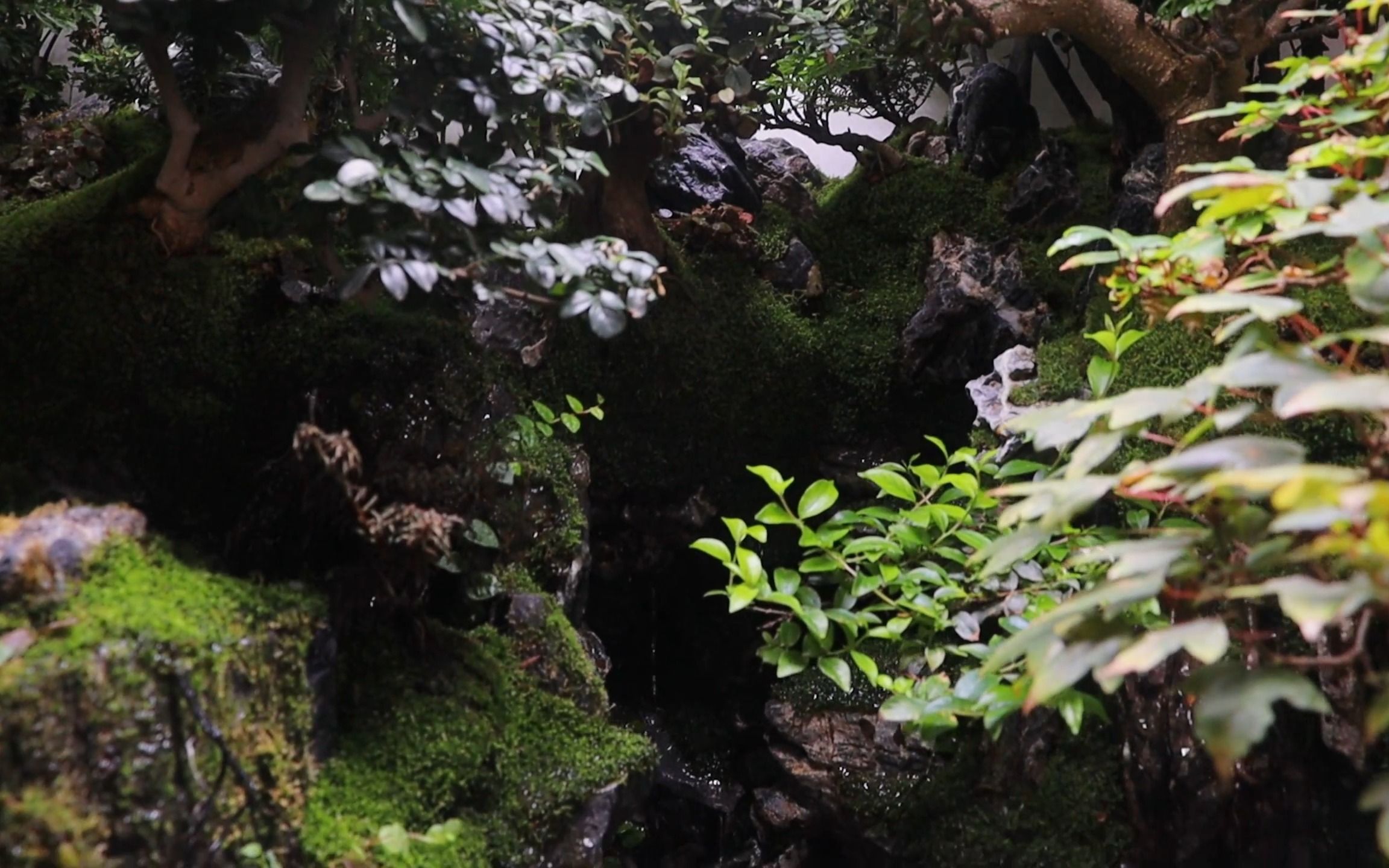 造景分享-水陆缸造景森林系列