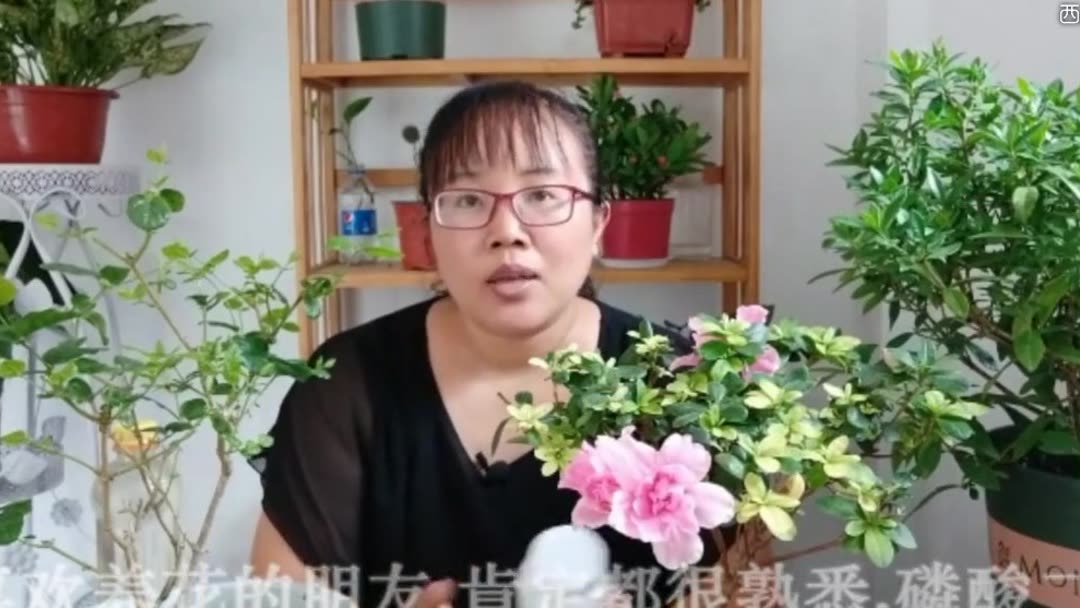 磷酸二氢钾,养花最常用的花肥,看看你用对了吗