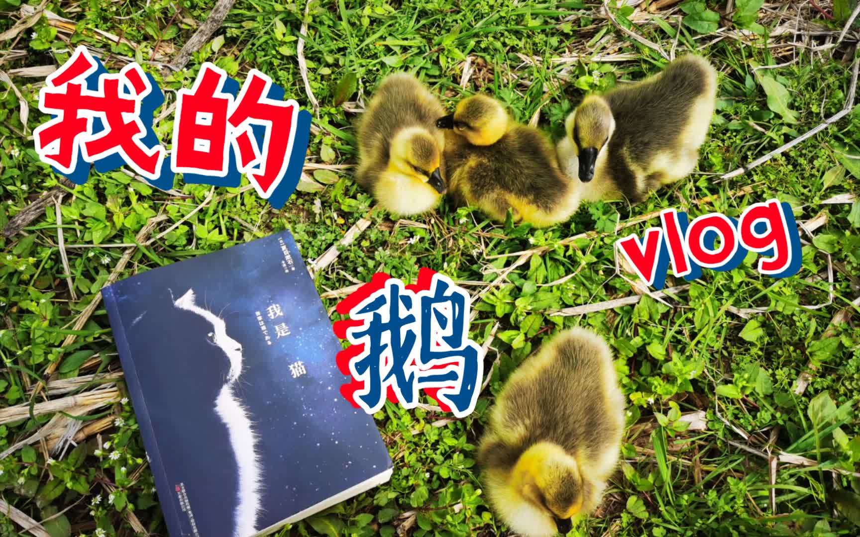 【鹅鹅日记】大年初三,第一次出门遛弯