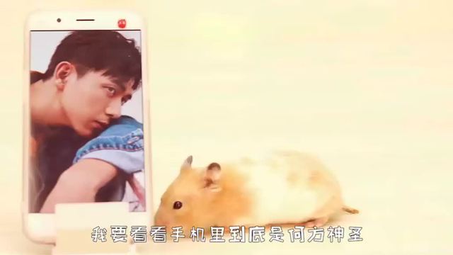 仓鼠因主人沉迷《亲爱的热爱的》,遭冷落,吃醋要争当“现女友”