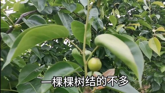 梨子比桃子成熟的晚一些,比过去的梨子早一些。
