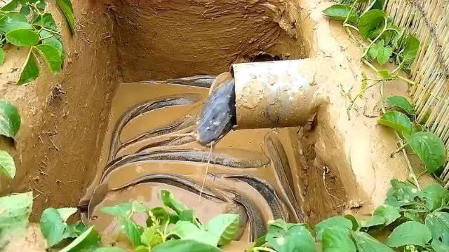 农村牛人在河边埋上水管,自动吸水中大鱼,躺赚大丰收