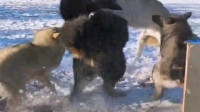 三只狼大战藏獒,谁输谁赢难分上下