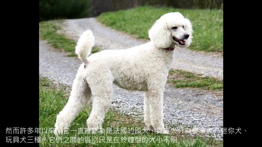 「世界Top 10」世界十大最受欢迎宠物狗狗排名