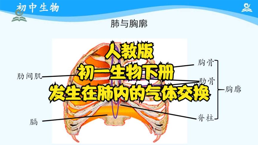 人教版初一生物下册 发生在肺内的气体交换