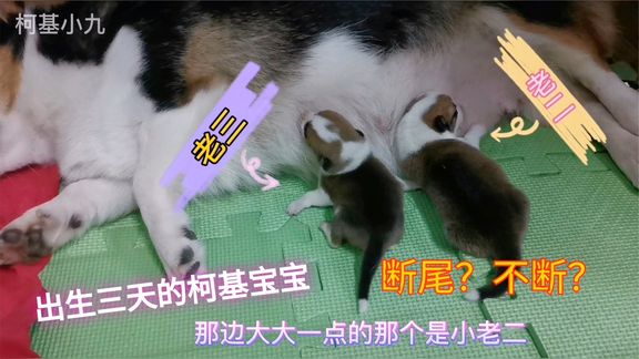 刚出生的柯基宝宝有条漂亮的大尾巴,要不要断尾?好纠结