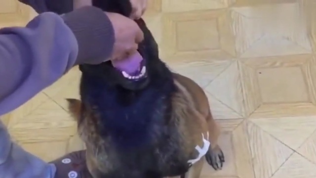 马犬牛牛、金毛王子打架上瘾,受伤更是家常便饭,牛粑天天忙喂药