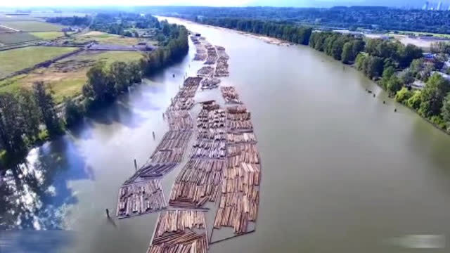 外国树木种植砍伐运输及加工一条龙网友老外的技术太强大了