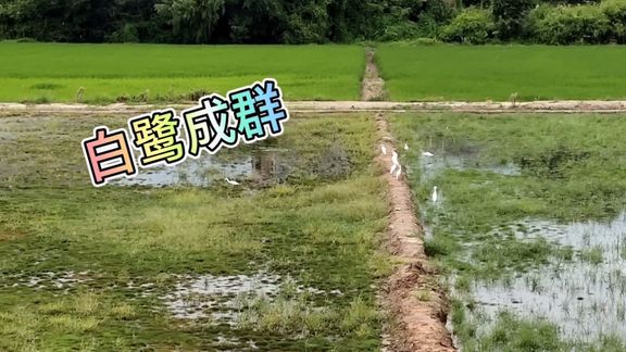 看看咱大江西农村的生态环境,白鹭成群,黄牛吃草,绿色水稻