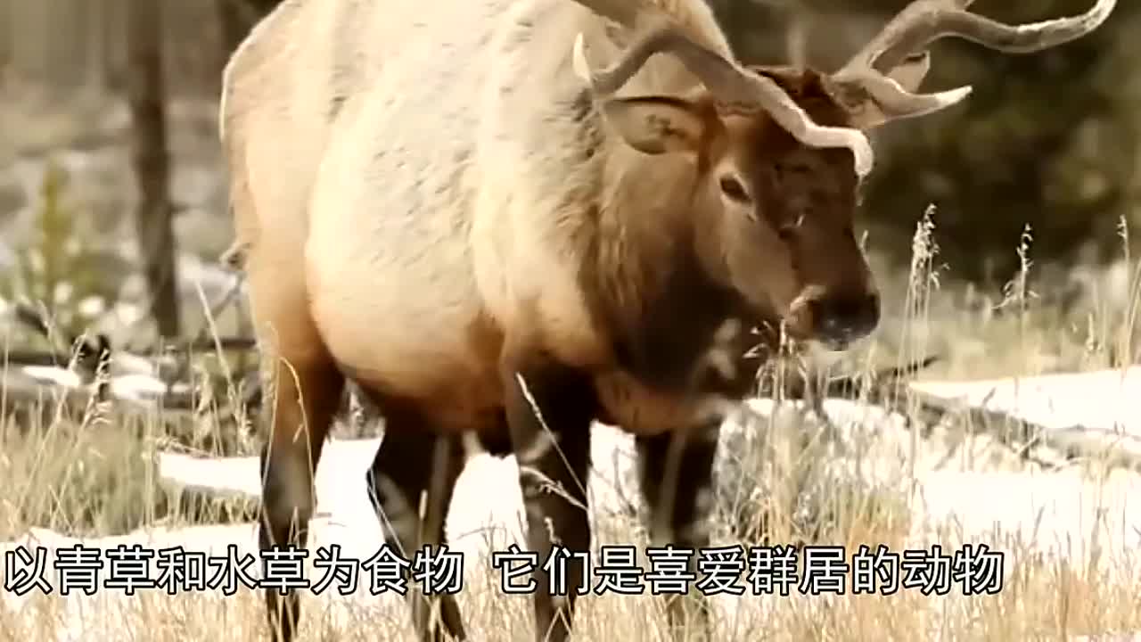 危险边缘的3种野生动物,中国人表示最后一个不可能灭绝!