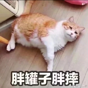 雪应该努力拥抱梦想 