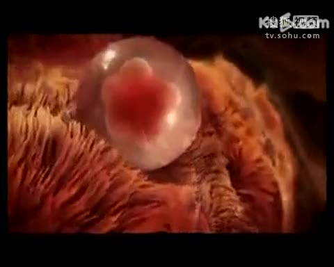 3D动画演示婴儿从受孕到诞生全过程