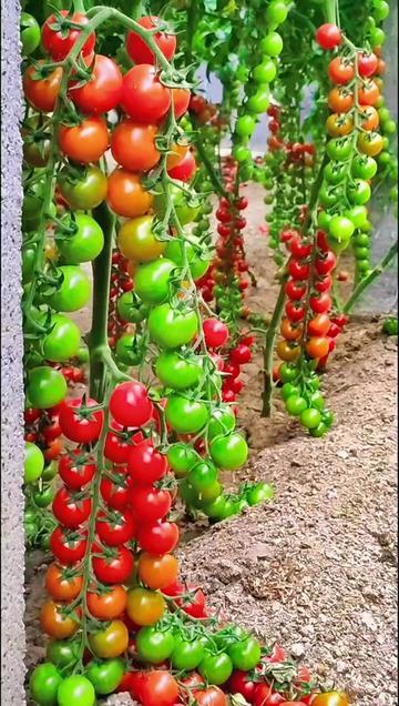 种植小技巧农业种植新农人计划2021