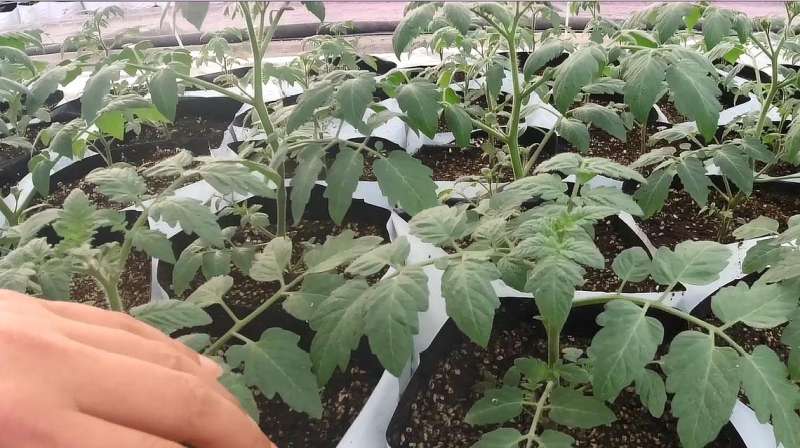 不同栽种方法,长势差别这么大,盆栽番茄的方法真好