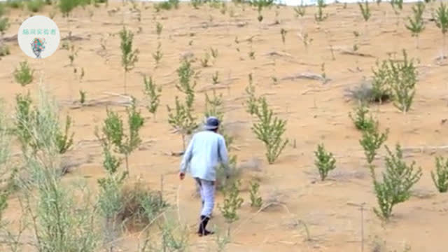 为什么要阻止把沙漠变成森林?这其中有什么用意?
