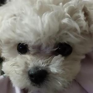监控小茶 