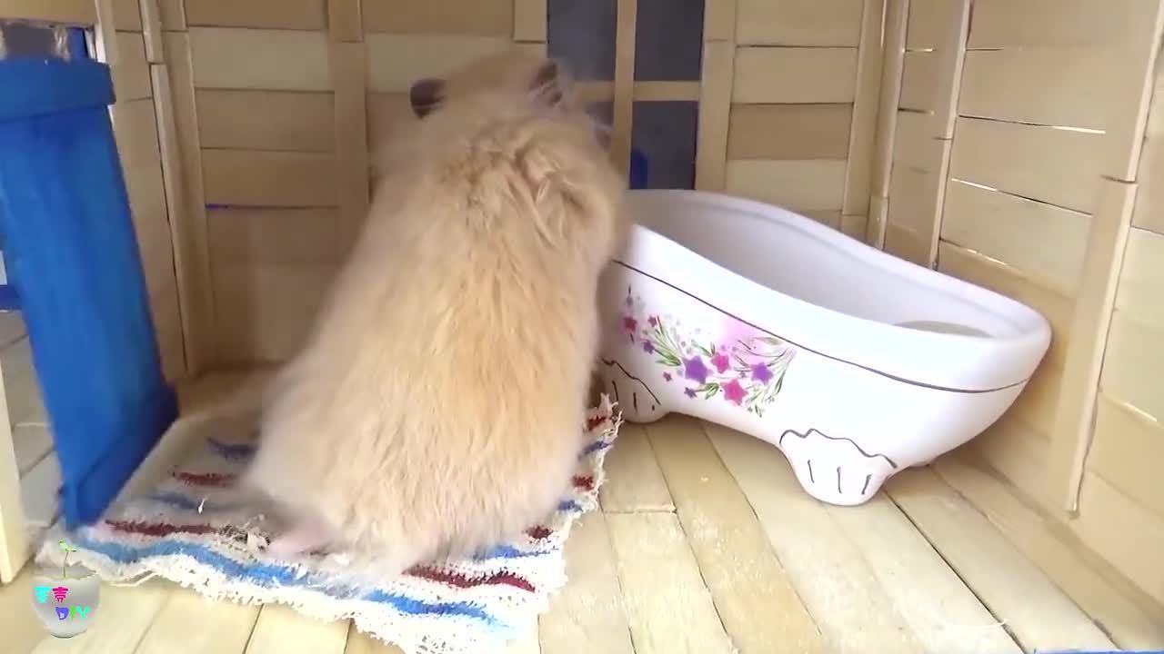 给小仓鼠做一栋豪华别墅