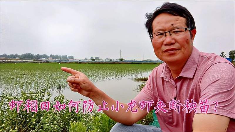 虾稻田如何防止小龙虾摄食移栽的秧苗?老陈的种植方法很管用