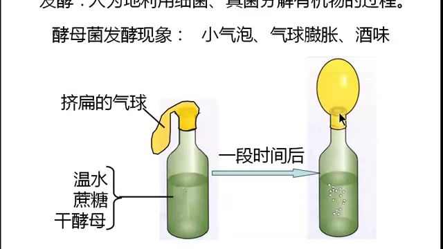 初中生物原创微课视频 八上 34人类对细菌真菌的利用(1)
