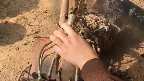 盆子种的花枯萎了,大姐把它切开看内部结构,才找到了真正的原因