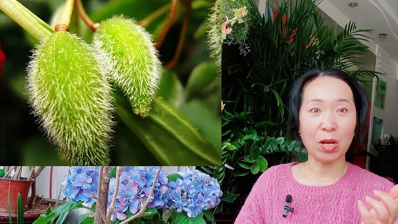 凤仙花靠什么传播种子