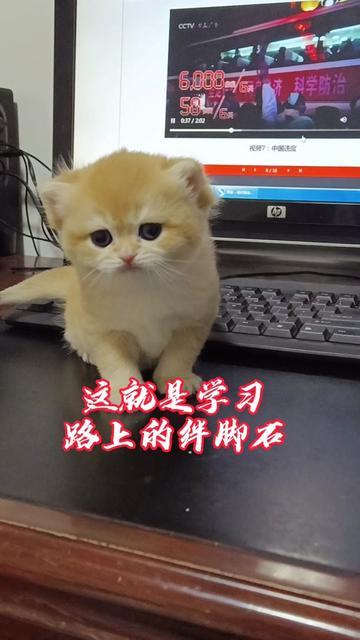 这么可爱的小猫咪,谁还有心思学习啊小奶喵萌宠出道计划这么可爱的...