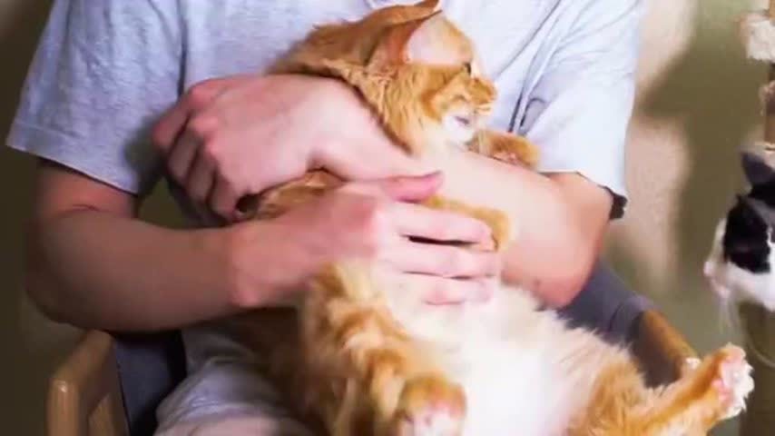 逗猫新玩法,当猫咪遇见屏幕里的虫子时,差点把电脑给抠烂!