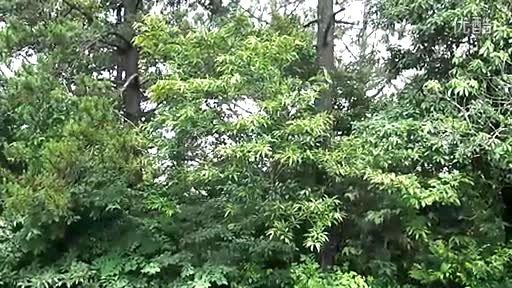 柳木森林与小鸟情歌对唱