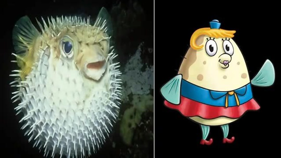 《海绵宝宝》角色原型, 怎么觉得现实中的更可爱呢