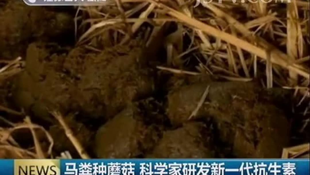 马粪种蘑菇 科学家研发新一代抗生素