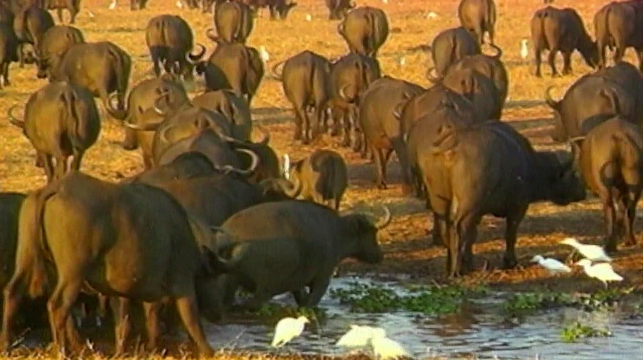 猫科动物的捕猎技巧是随机的,杀死猎物的方法也多种多样